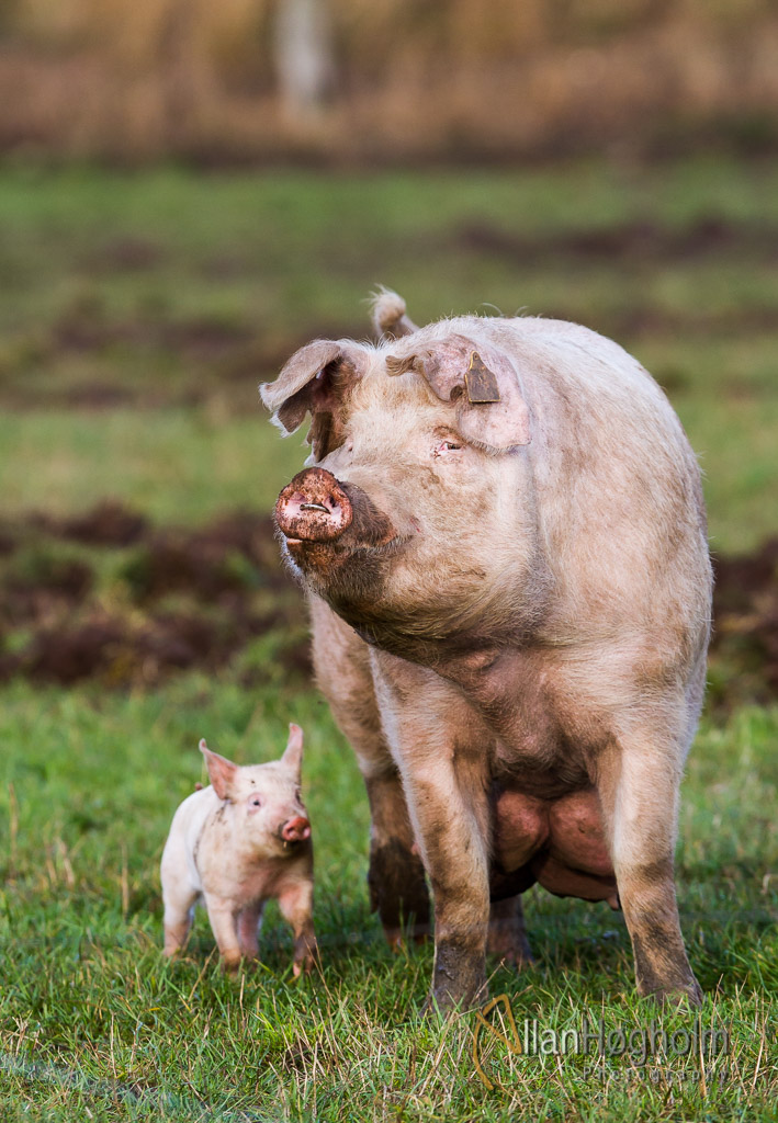 Grisling ved Laven - Allan Høgholm Photography