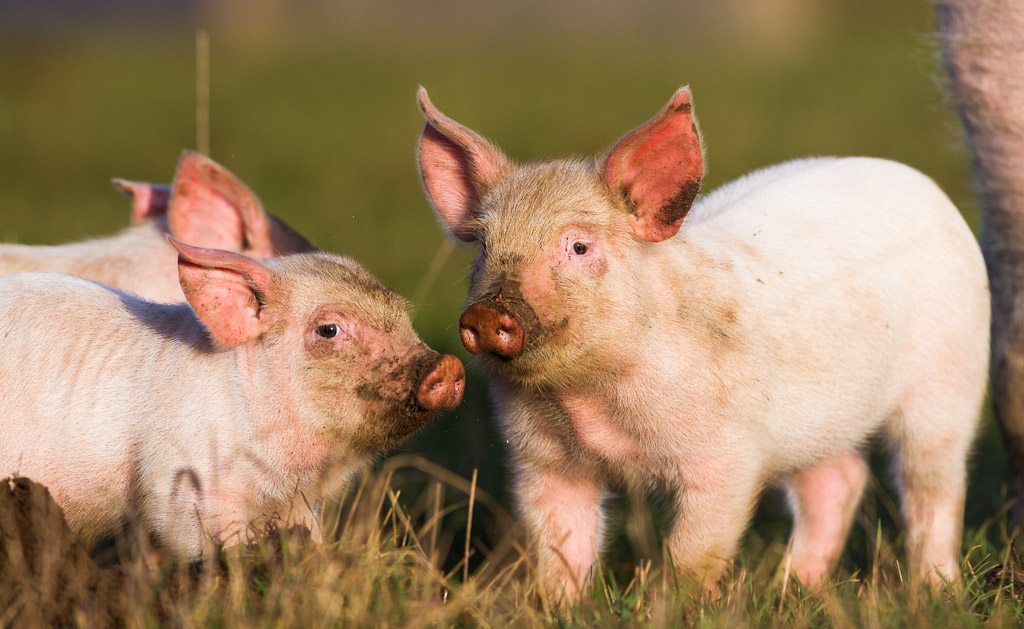 Grisling ved Laven - Allan Høgholm Photography